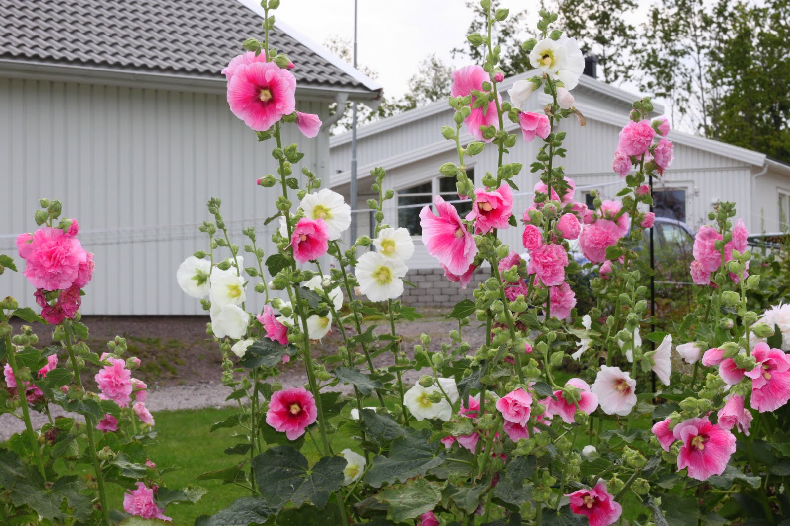 carinashousebythesea: Månadens favorit - Stockrosor