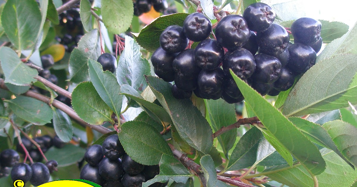 Sol och grönt: Vad göra med aroniabären