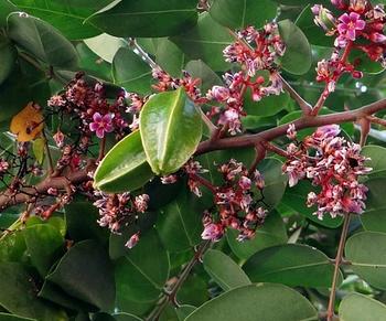 pokok bunga yang disukai kelulut | YUK'S TROVE