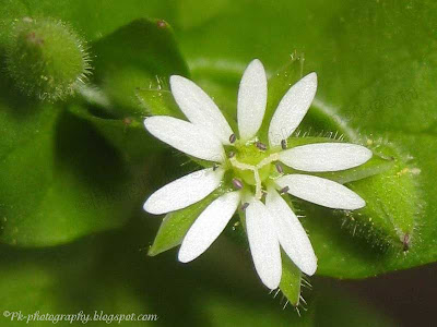 Common Chickweed-Stellaria media | Nature, Cultural, and Travel ...