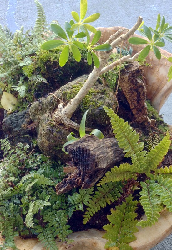 The Rainforest Garden: Grow a Miniature Forest in a Wood Bowl