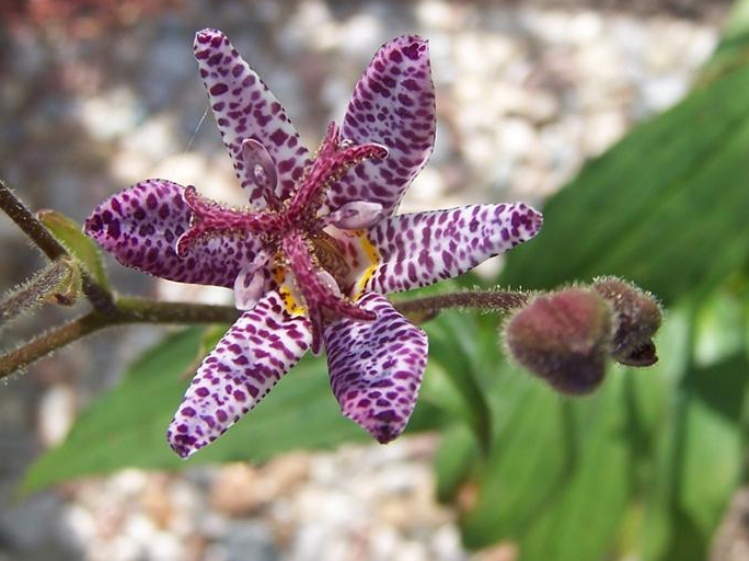 Perennial Passion: First Toad Lily Bloom