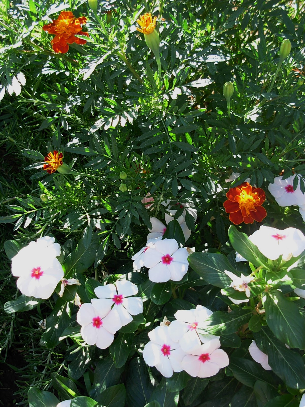 PlazaNavaluenga: Septiembre en el jardín 2: Tagetes (clavel chino)
