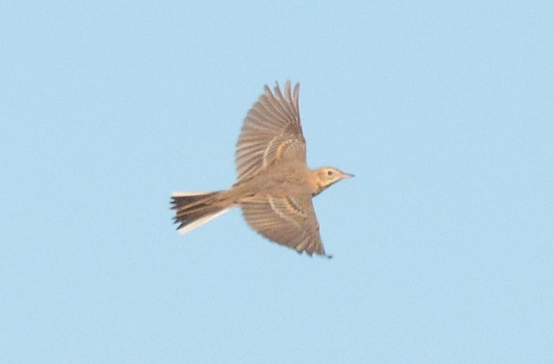 Non-Stop Birding: More on Richard's Pipit