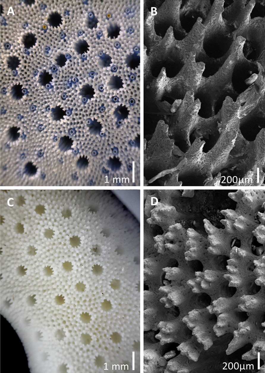 Species New to Science: [Cnidaria • 2018] Heliopora hiberniana ...