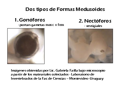 Organismos de la costa oceánica del Uruguay.: Cnidarios- Physalia physalis