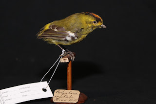 The Little Stint: The mysterious Kinglet Calyptura