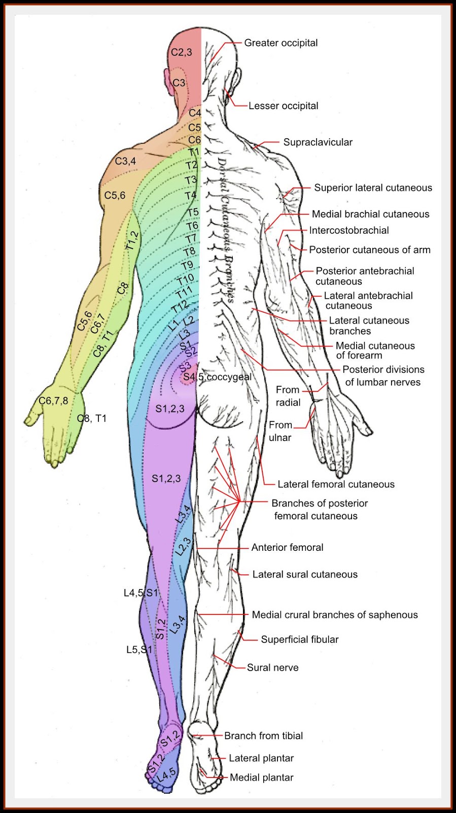 truthlady3: Dermatomes Dermal Segmentation