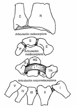 Biomecanica Del Miembro Superior: Articulacion radio carpiana