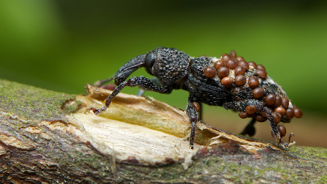 ムシをデザインしたのはダレ？: イトダニ類（Uropodidae）の一種