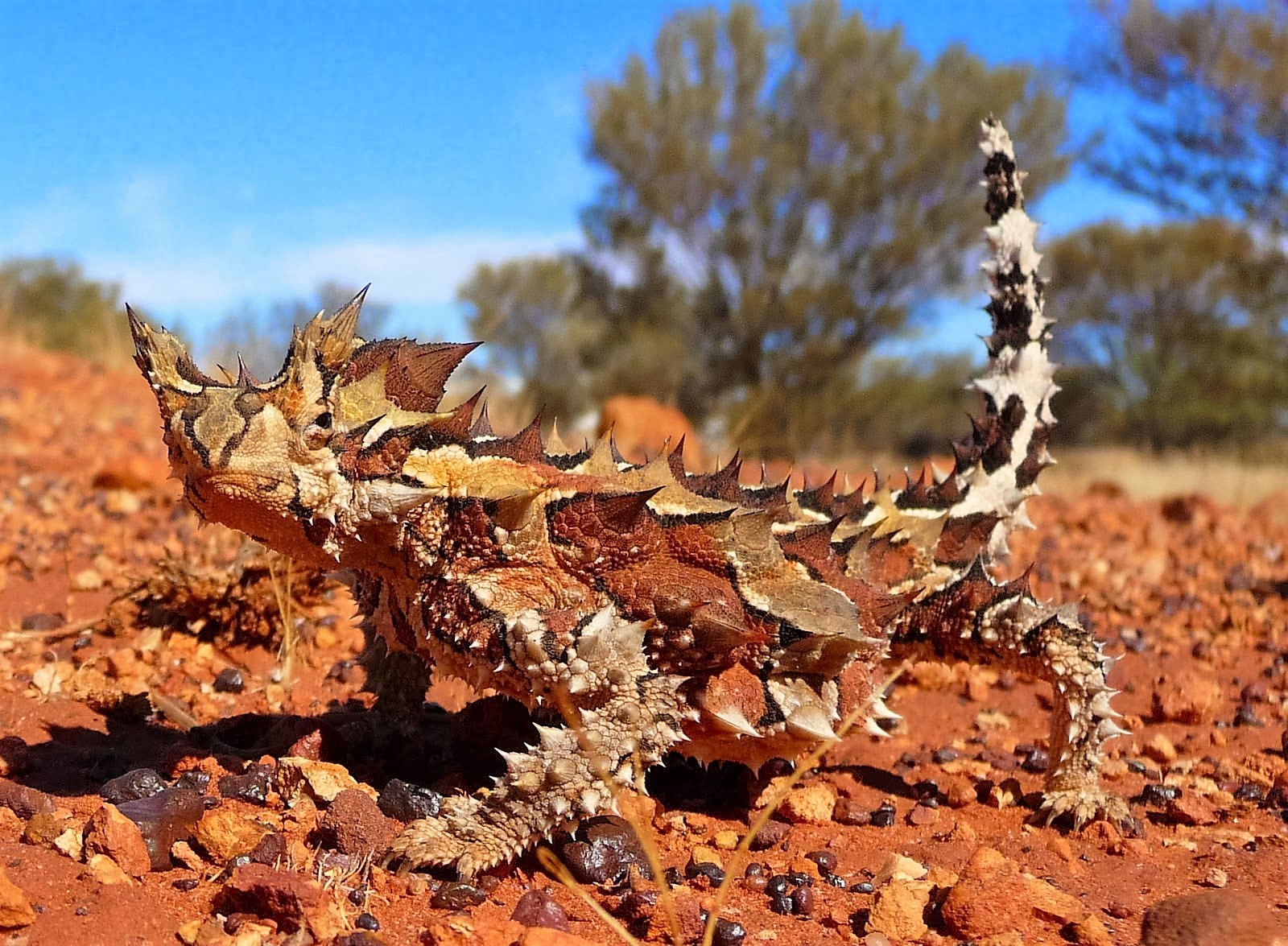 Fieggentrio: Enge, rare en bizarre beesten.