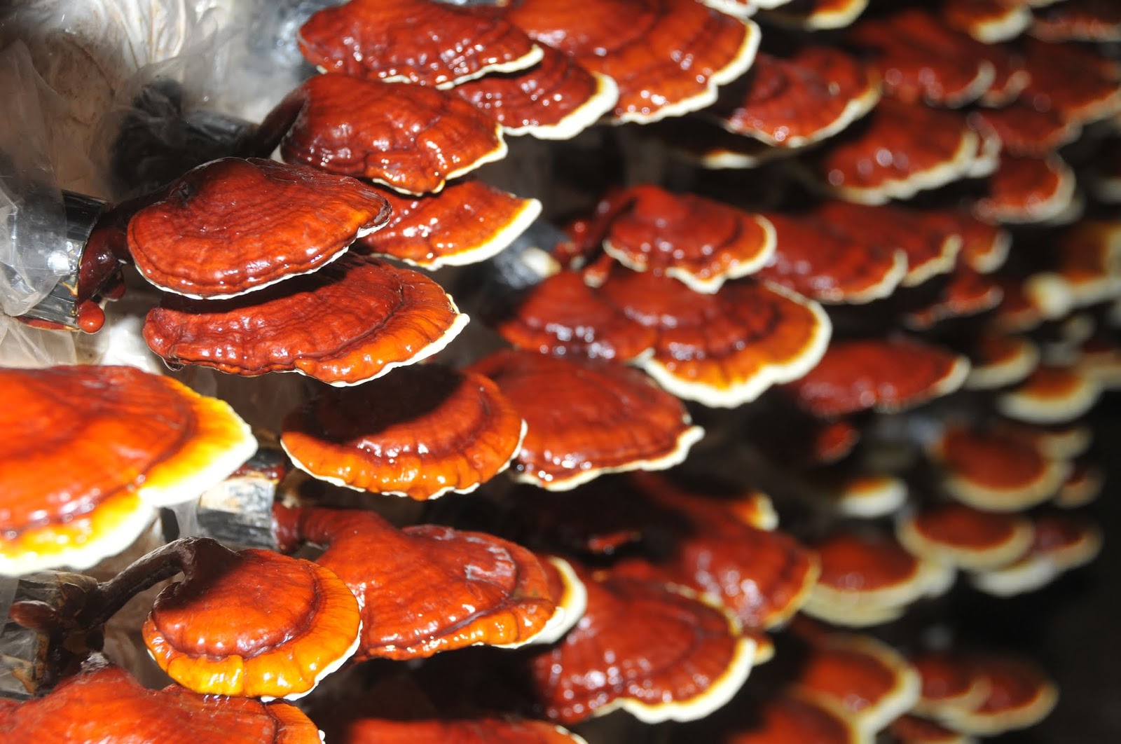 BLOG - DUNIA PERTANIAN MALAYSIA: POTENSI CENDAWAN ORGANIK