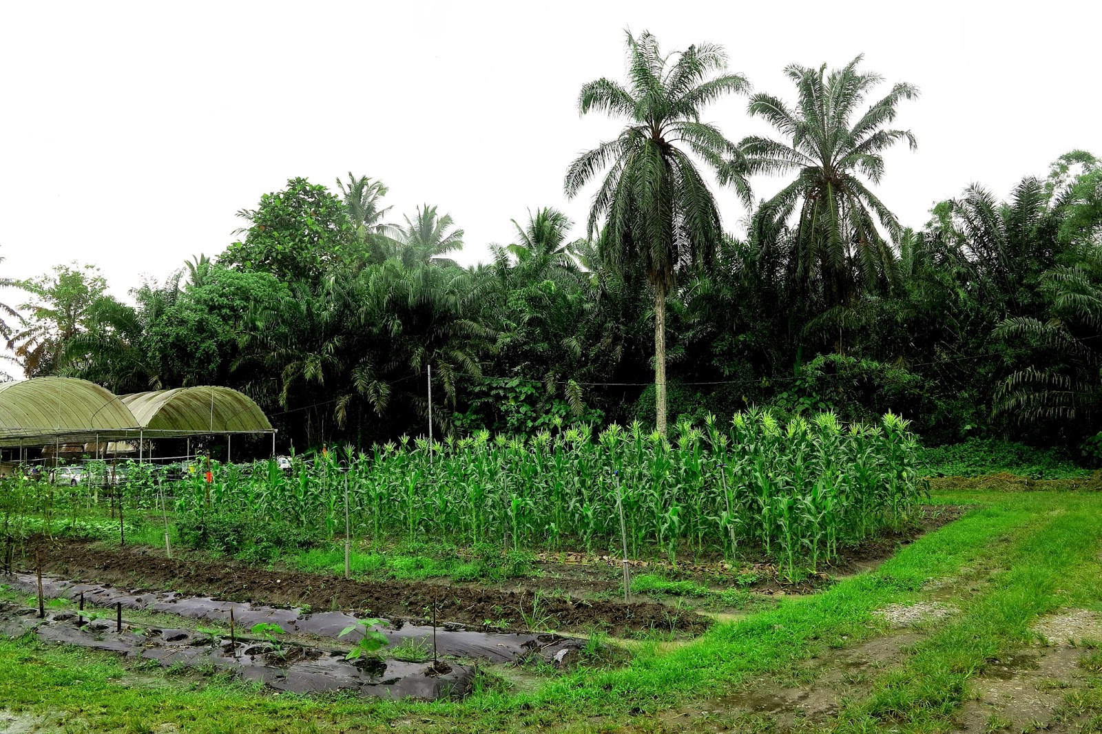 Starving for Health...: Farm Visit: Baba Educational Farm Tour In ...