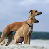 Whippet - Breed Profile | Australian Dog Lover