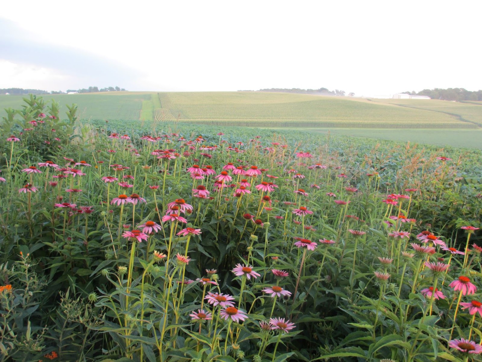 Garden Fancy: Mid-July Scenes