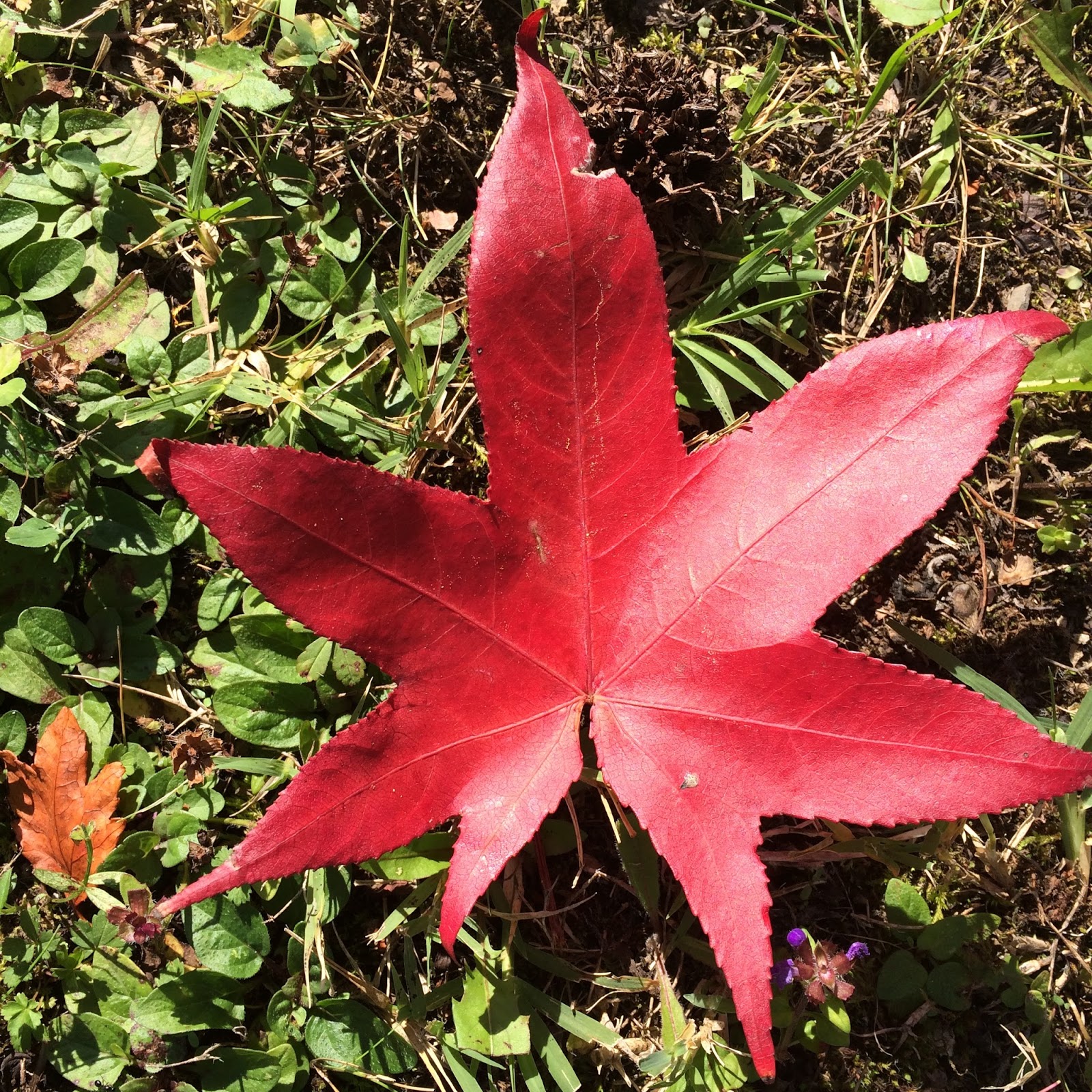 Le blog de Paul, Tom et Hervé: Très beau rouge