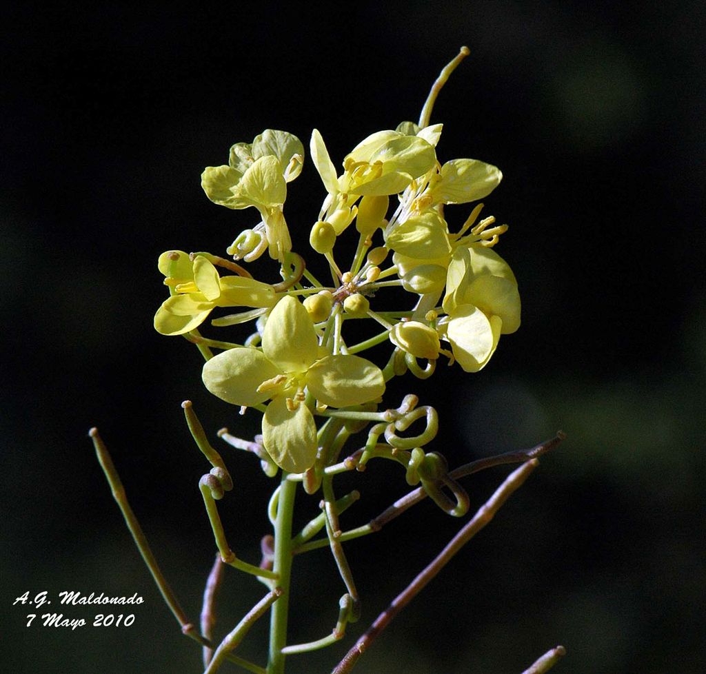BIODIVERSIDAD COSTA GRANADINA Y...: Jaramago (Diplotaxis virgata)