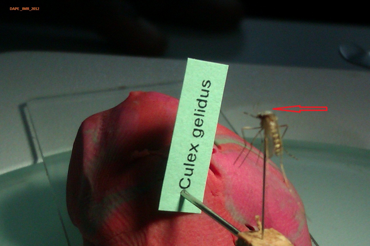 MEDICAL ENTOMOLOGY: Identification of Culex sp. (Adult)