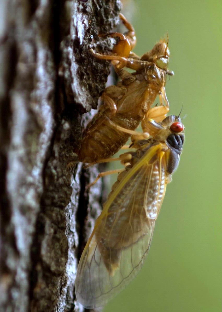Environmental Almanac: Emergence of the “Great Southern Brood” coming ...