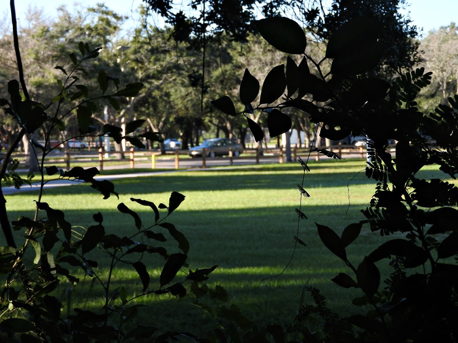 MadSnapper: Bray Park Path