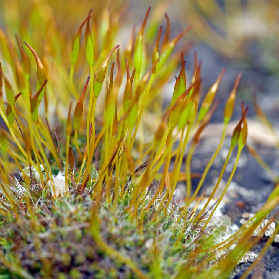 Auckland Park Natural History: Wall screw-moss, Tortula muralis