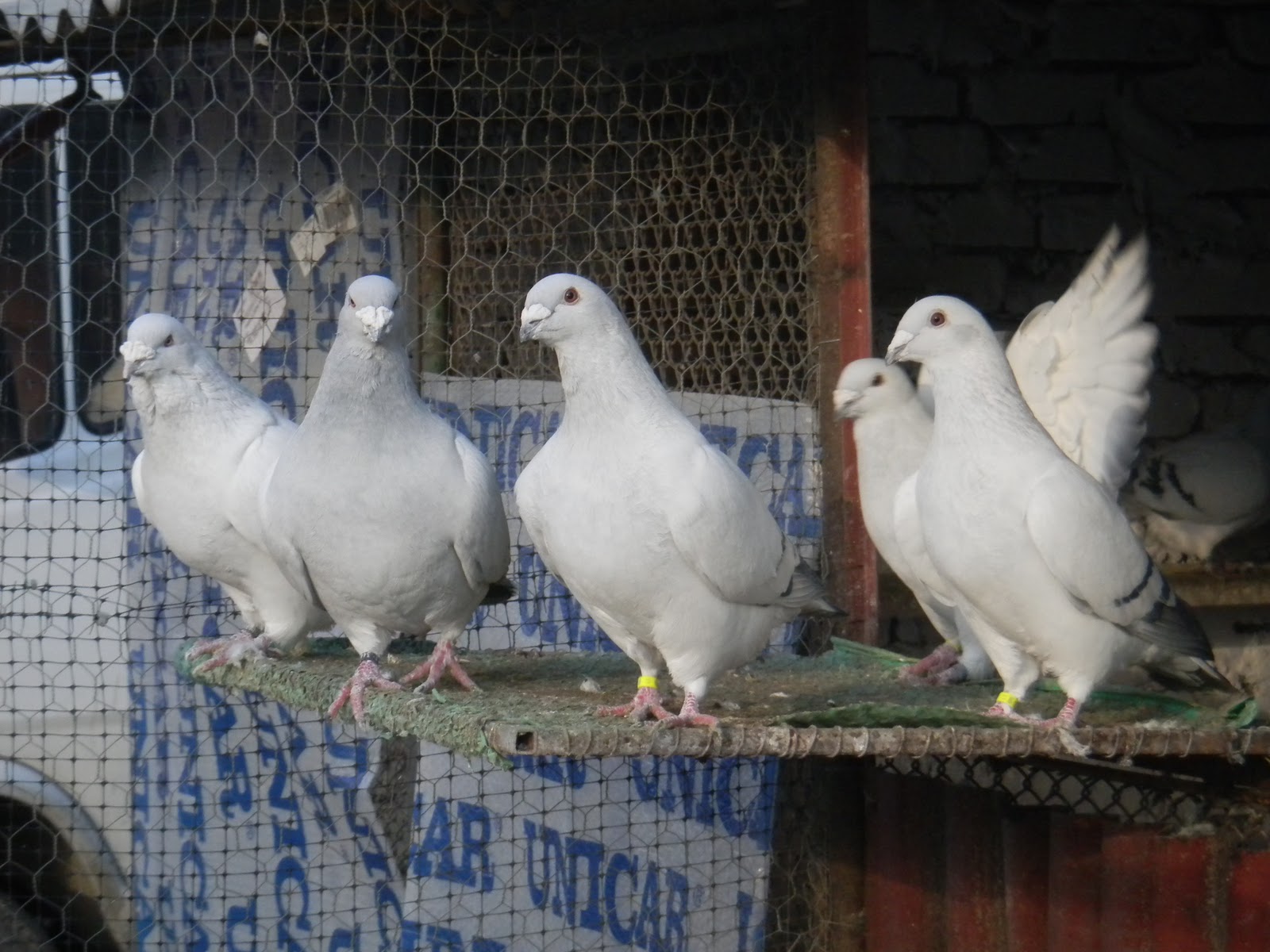 Porumbei Voiajori Standard de Ornament: Voliera - Porumbei Voiajori ...