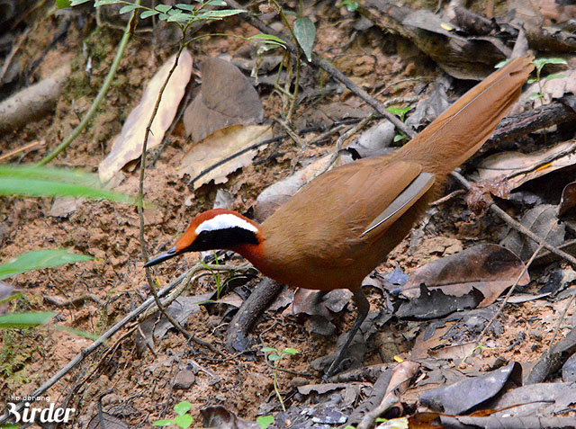 The Penang Birder: Moments...