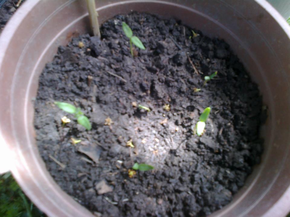 Garden House: PLANTINES