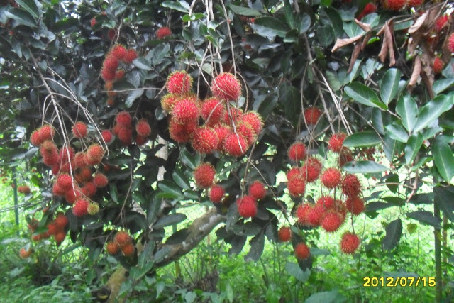 MY TRIPS: Malwana Rambutan in Tree