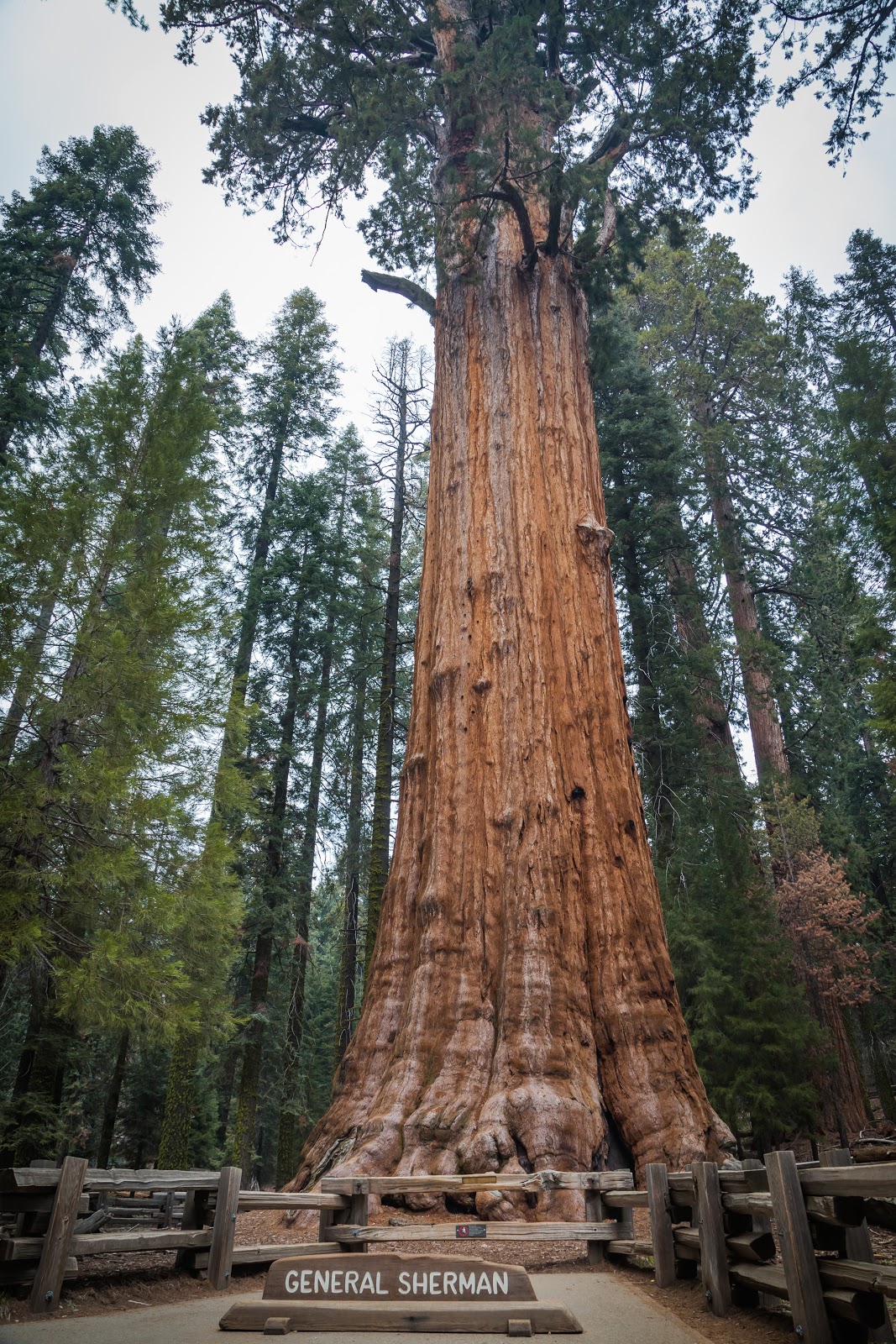 Giant Trees in Sequoia National Park - Explore the World with Simon Sulyma