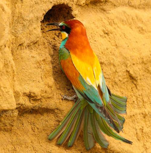 European bee-eater images | Birds of India | Bird World