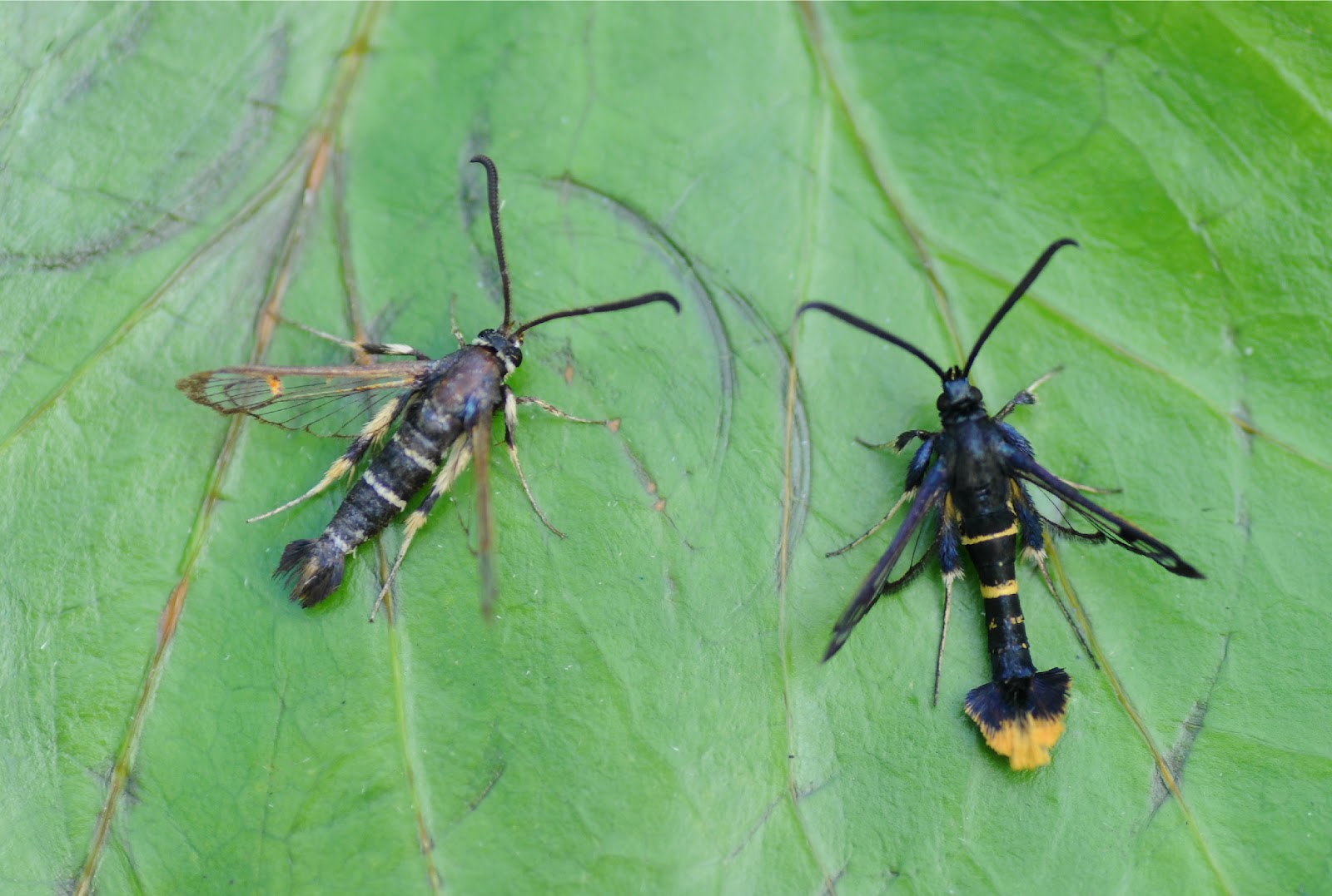 Bill's Birding: Money Saving Clearwing