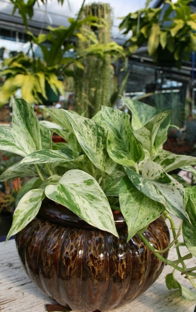 The Flower Bin: Houseplants are good for you.