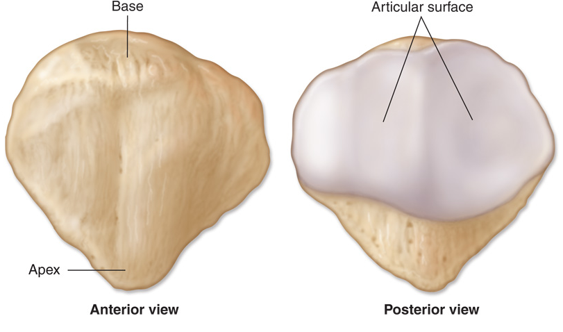 11:50: Patela: superficie articular
