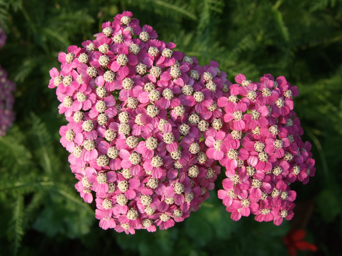 Yarrow Benefits - Simply Selma