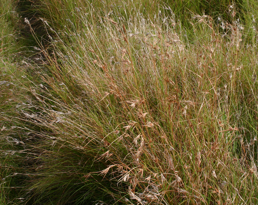 Toowoomba Plants: Darling Downs Grasslands