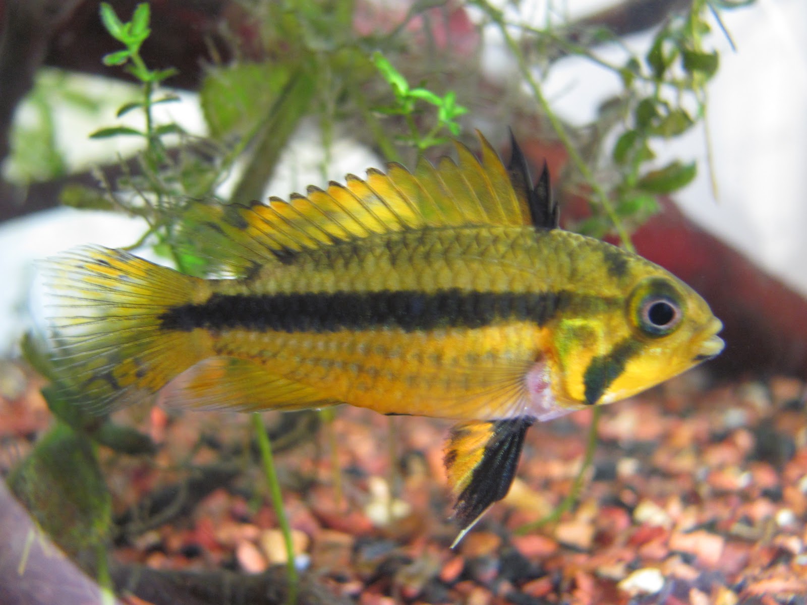 Ciclídeos Anões: Meus Apistos