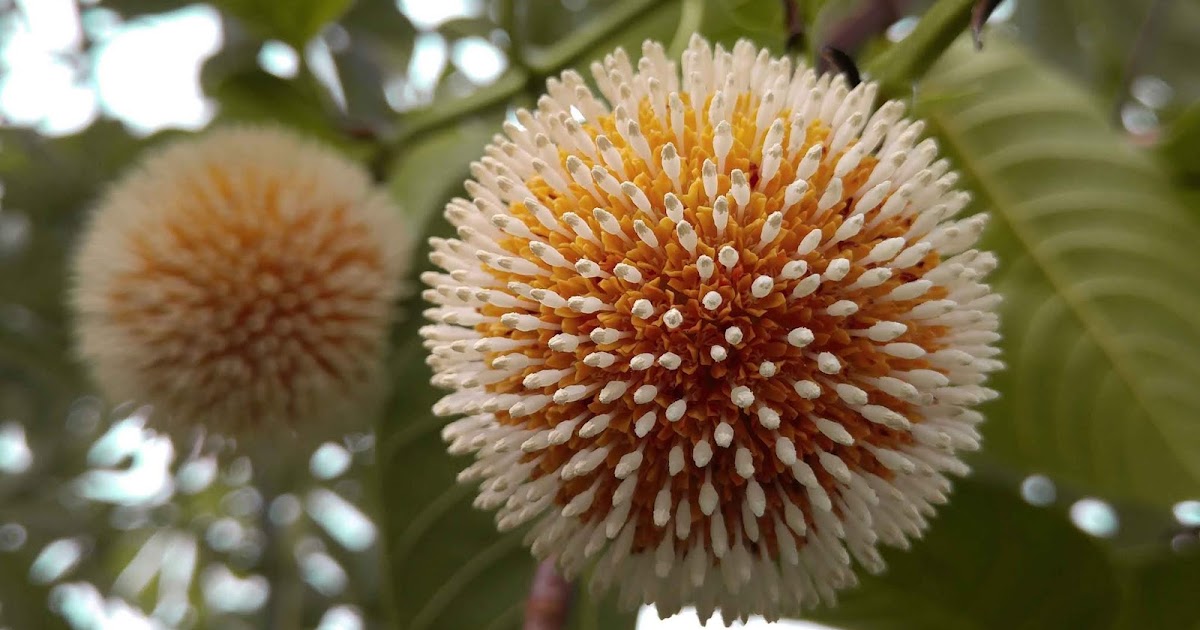 Neolamarckia Cadamba-Tree ~ ThundersCloud