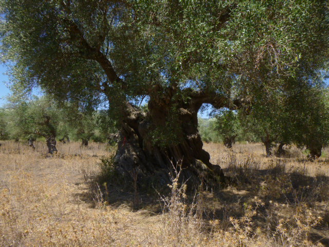 ΓΙΑΝΝΗΣ Δ.ΛΥΡΑΣ: Ο ΝΕΡΟΜΥΛΟΣ ΣΤΗΝ ΤΡΥΦΑ ΚΑΙ Η ΑΙΩΝΟΒΙΑ ΕΛΙΑ ΣΤΟ ΑΓΡΙΛΟΒΟΥΝΟ