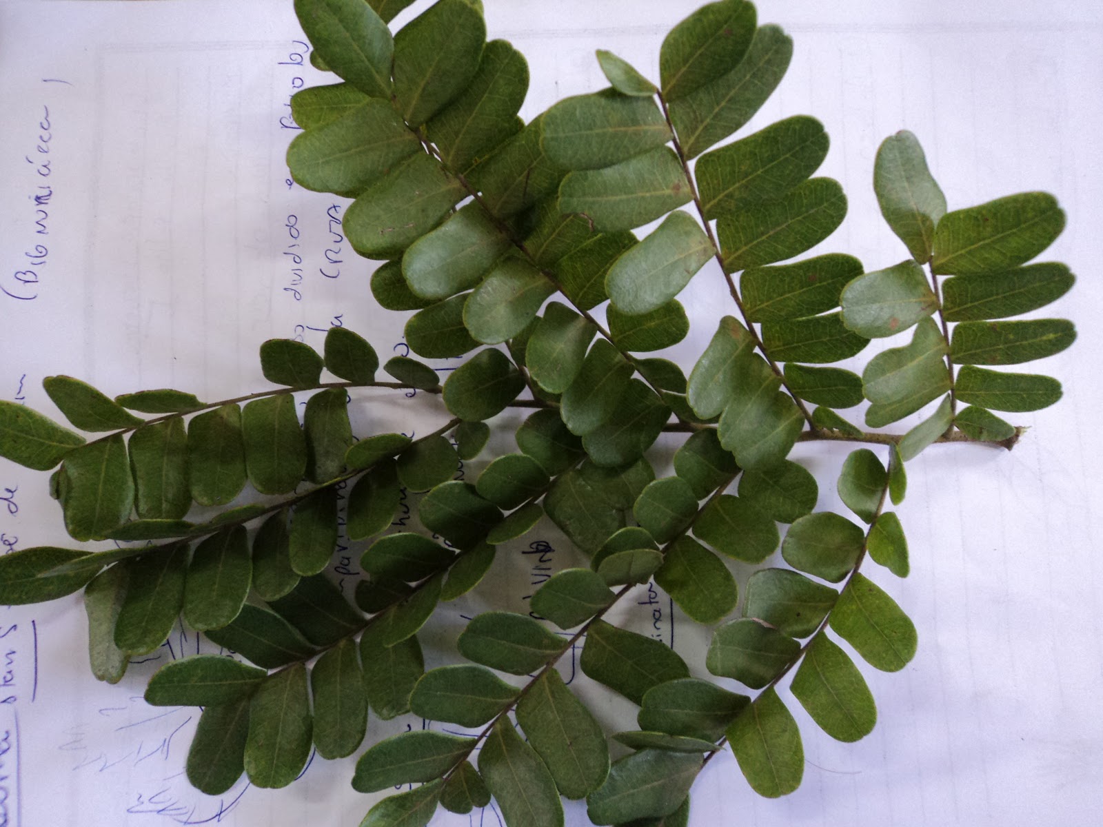 Mato & Cia: Morfologia externa de Folhas