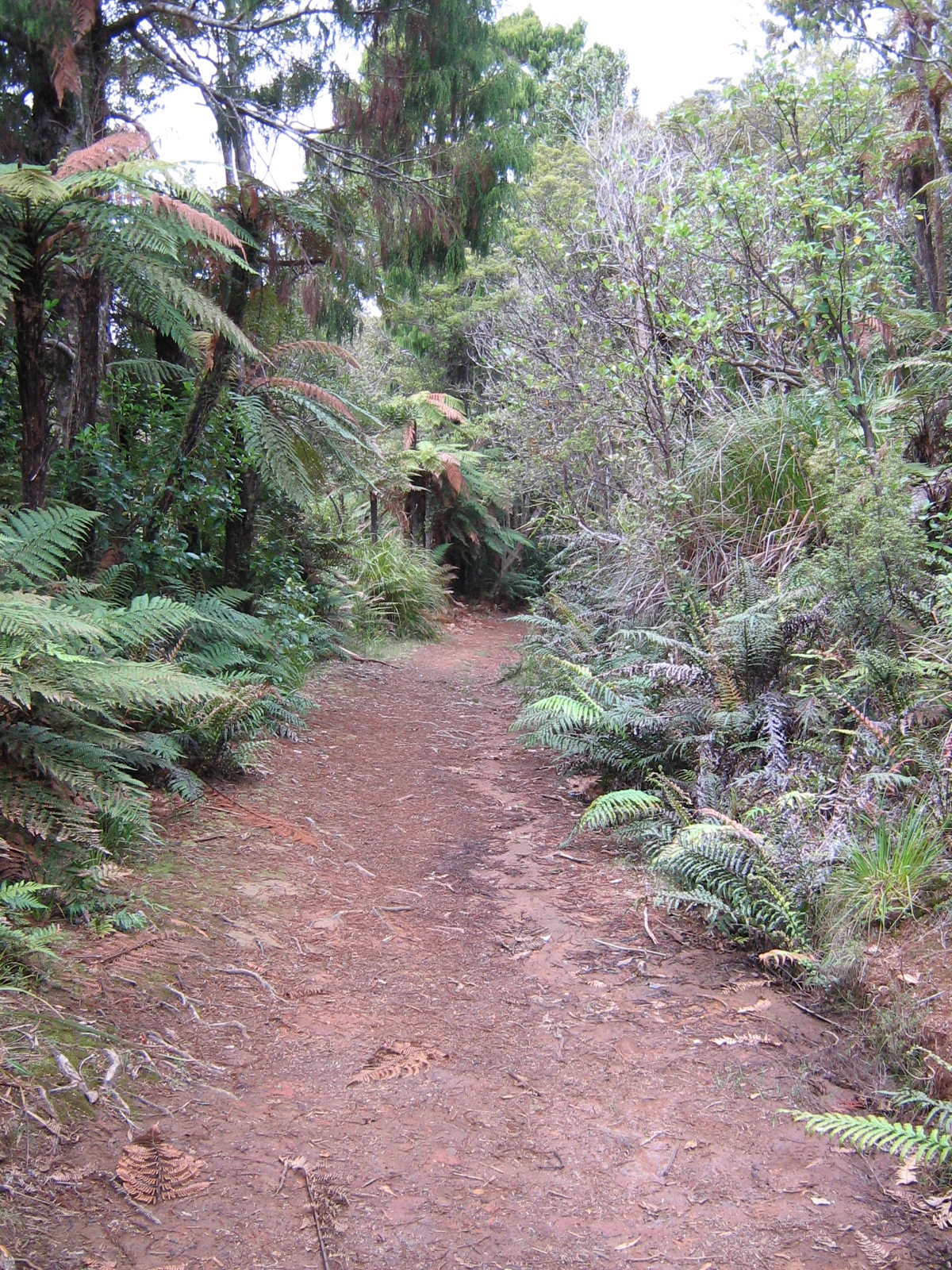 Waitakere Trails: October 2011