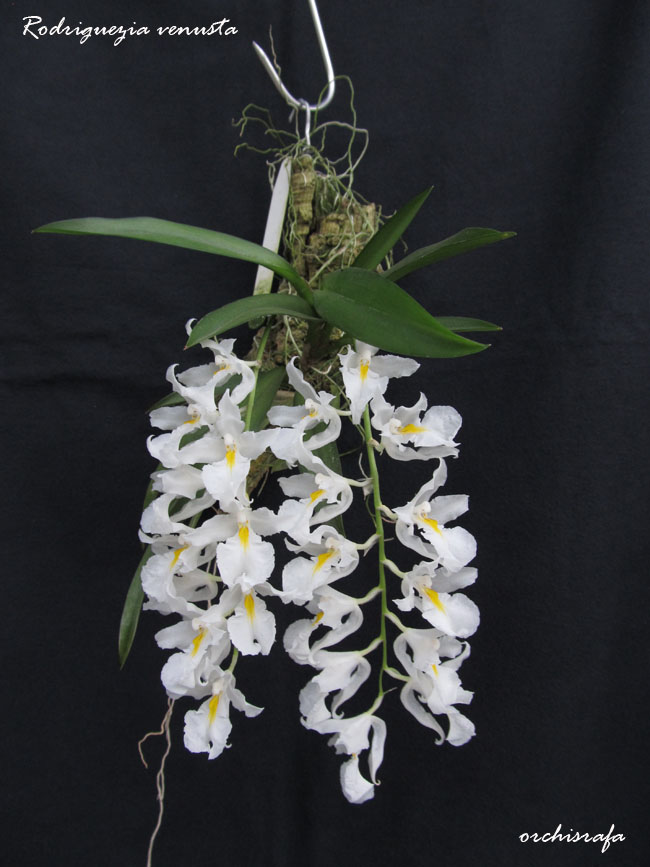 orchisrafa: Rodriguezia venusta Rchb. f. 1852
