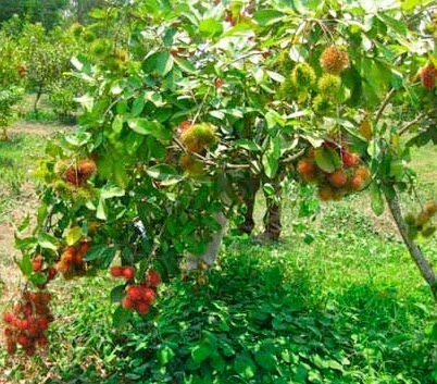 Dunia Tumbuhan (Flora): Rambutan