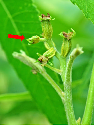 Northern Pecans: Natural crop load regulation during bloom