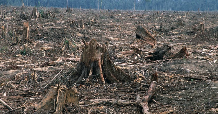 Norway Becomes First Nation In The World To Ban Deforestation