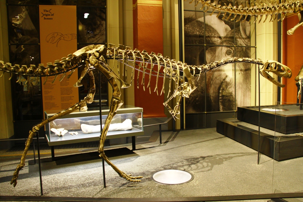 Tra le Nuvole e il Deserto: Tanzanian Dinosaurs of Tendaguru