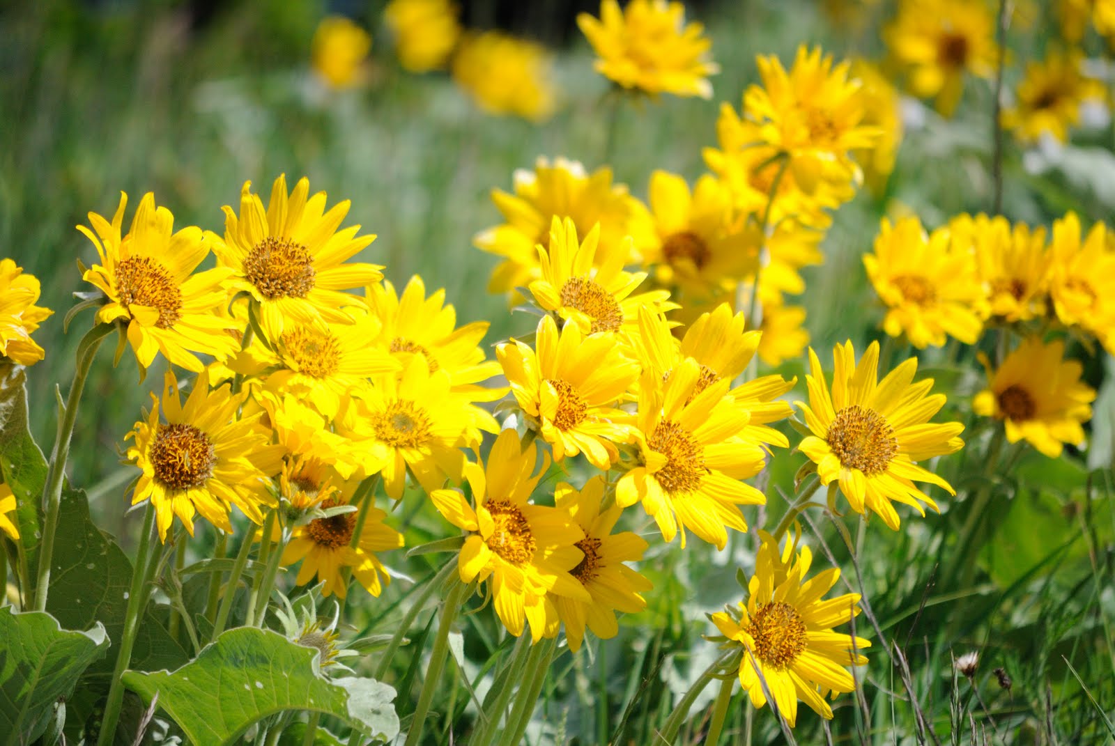 The Travels of Nancy Chalmers -- LOVE MONTANA: IN SEARCH OF MONTANA ...