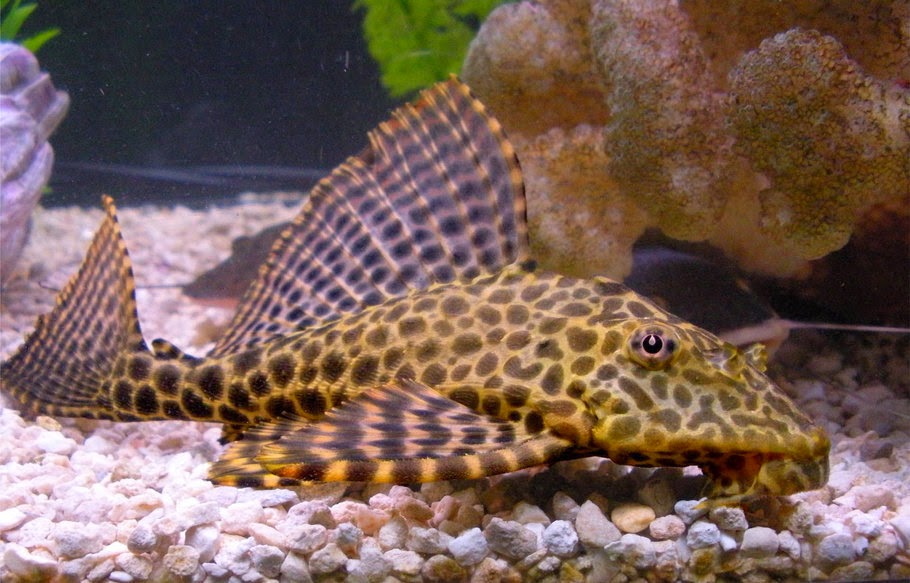 Tama Aquatic: IKAN PLECO/SAPU-SAPU