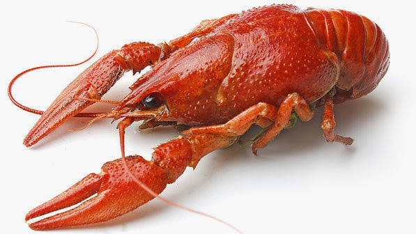 Crustáceos | Conectado na Bio (beta)