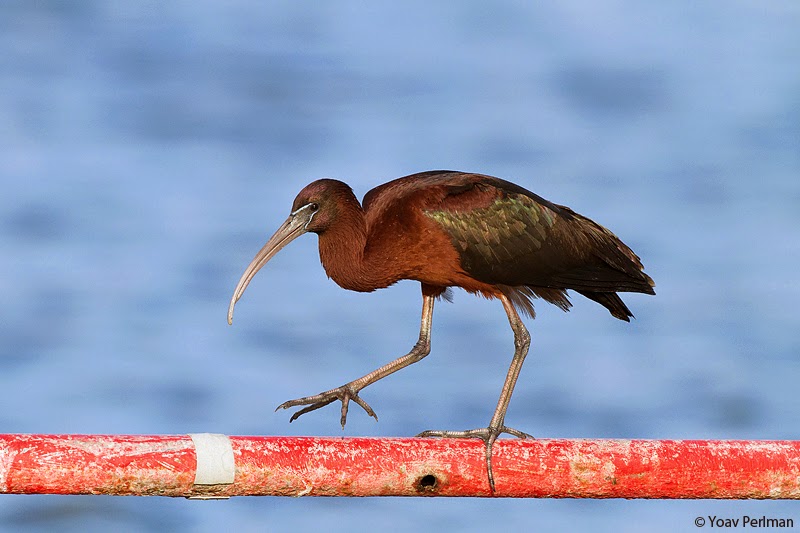 Yoav Perlman - birding, science, conservation, photography: Ma'agan Michael